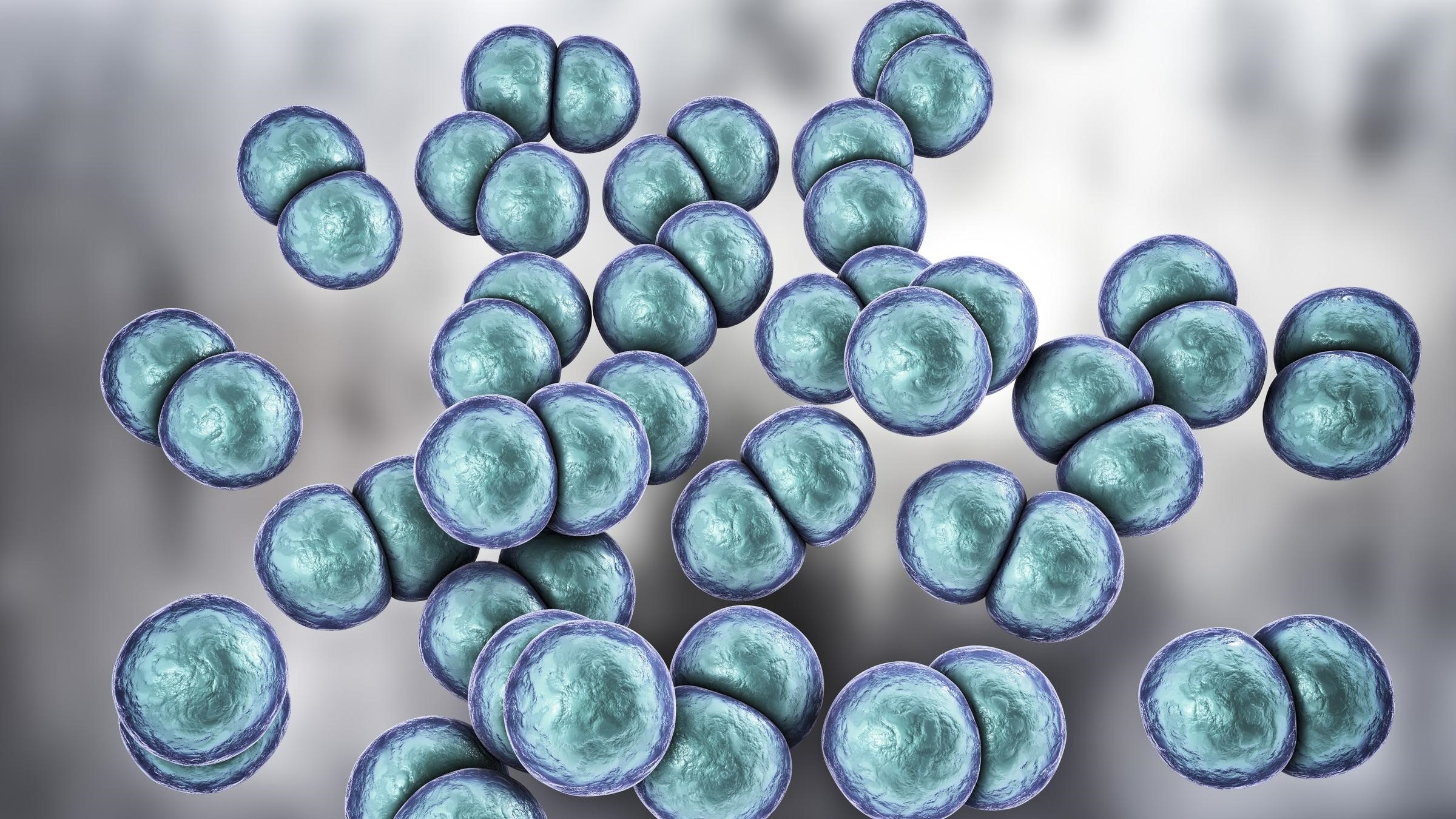 Vivalytic PCR rapid test for the detection of bacterial meningitis ... Vivalytic PCR rapid test for the detection of bacterial meningitis ...